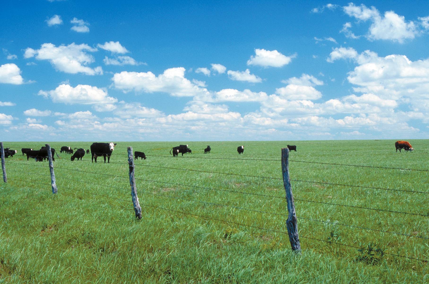 Different Types of Farm Fencing – Mother Earth News